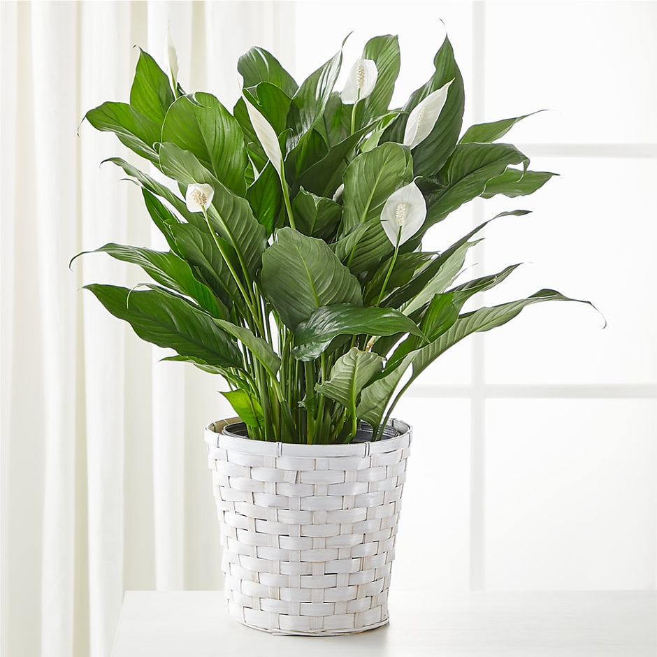 Fort Myers Florist | Same Day Flower Delivery by The Andes Flowers Llc